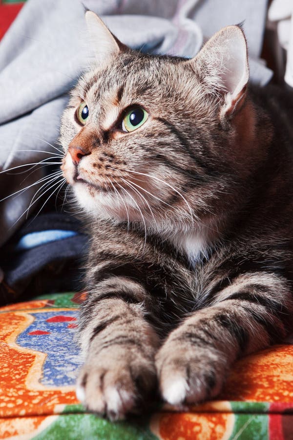 Beautiful Cat Relaxing on Sofa Stock Image - Image of lovable, beauty ...
