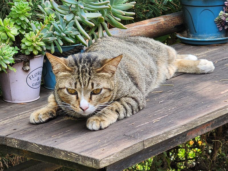 Beautiful Cat Resting on a Wooden Shelf Stock Image - Image of resting ...