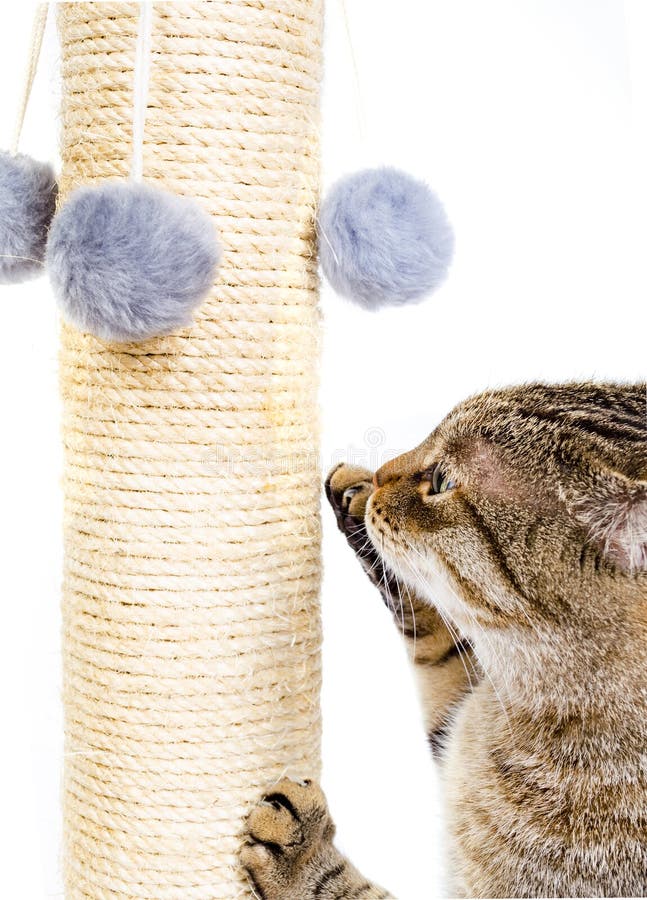 148 Cat Sharpening Its Claws Stock Photos - Free & Royalty-Free Stock ...