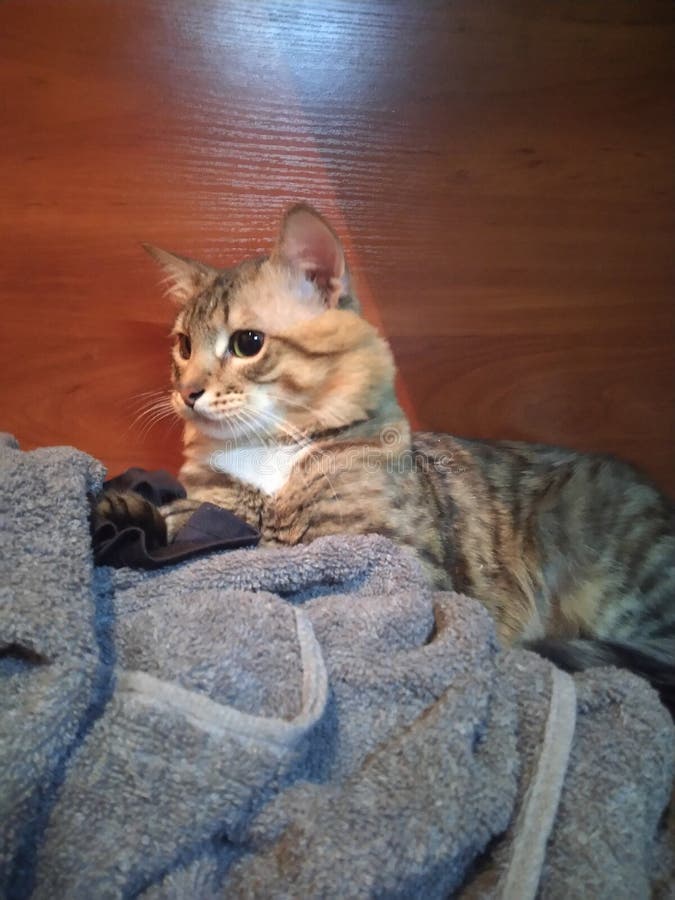 Beautiful cat the Simba stock image. Image of simba - 167687989