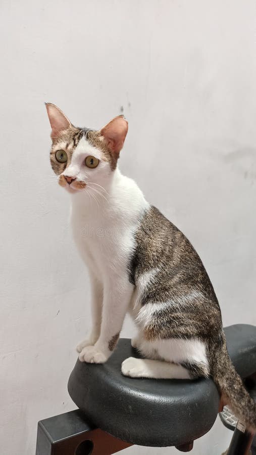 Beautiful Cat sit down stock image. Image of snout, white - 239374191