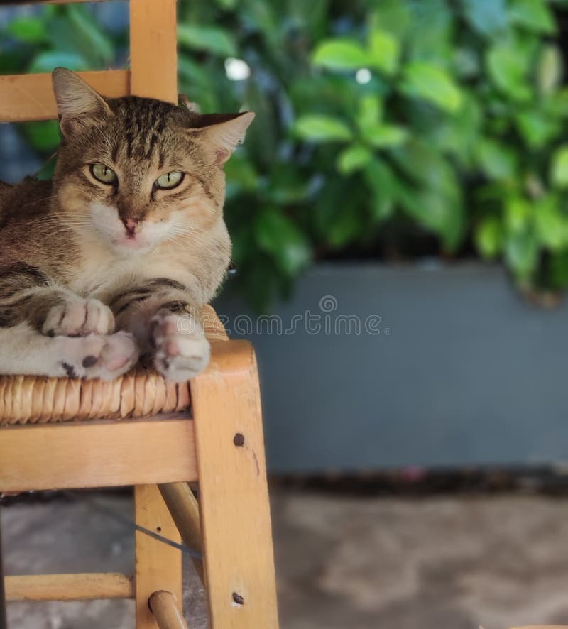 A Beautiful Cat Sitting on Chair Stock Image - Image of portrait ...