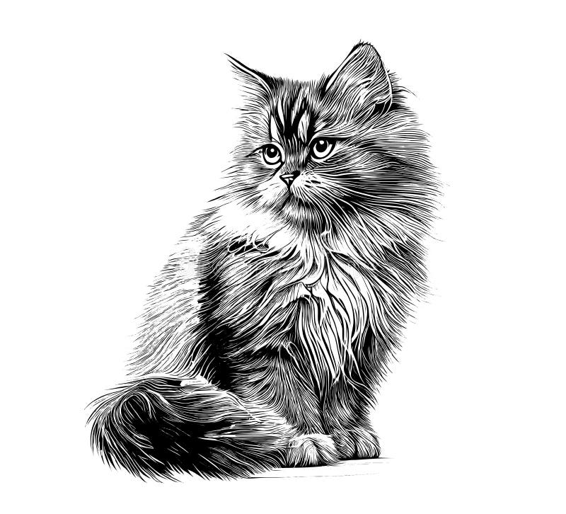 Beautiful Cat Sitting Sketch Engraving Hand Drawn Stock Vector ...