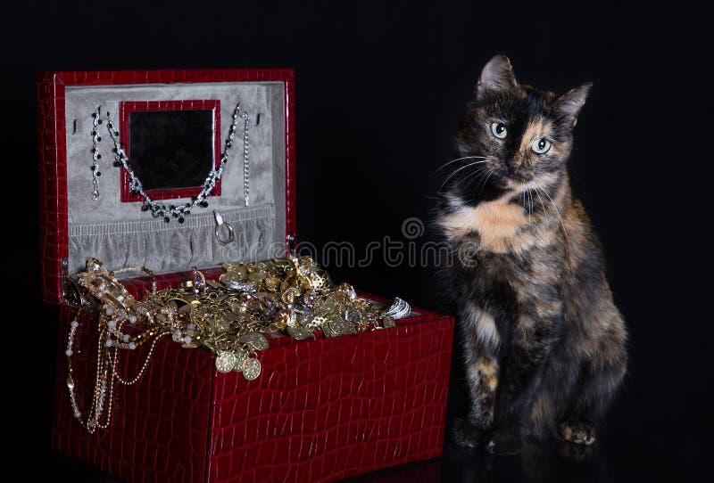 600 Cat Treasure Stock Photos - Free & Royalty-Free Stock Photos from ...