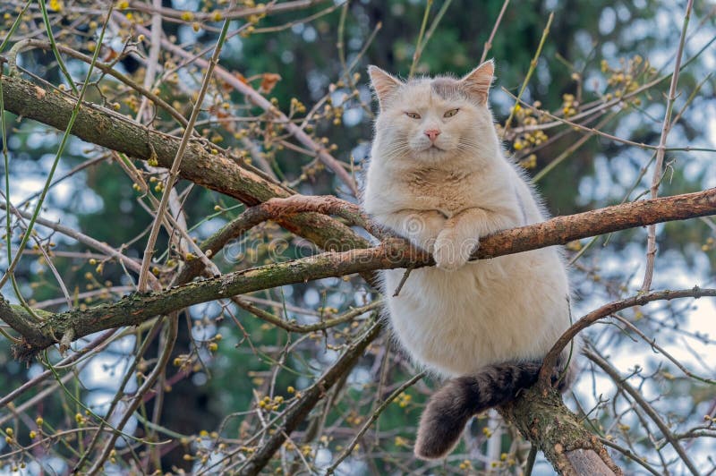 Beautiful Cat is Sitting on a Tree and Stock Image - Image of pretty ...