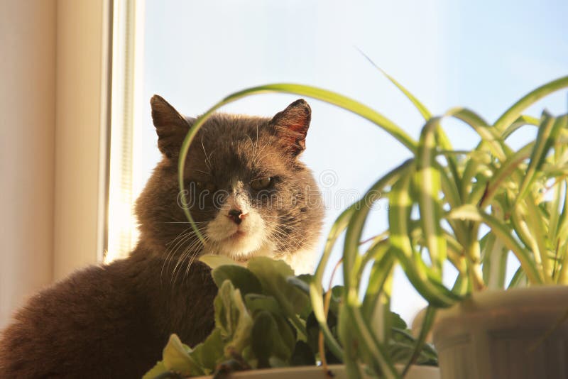 Beautiful Cat Looking at the Camera Stock Photo - Image of aged ...