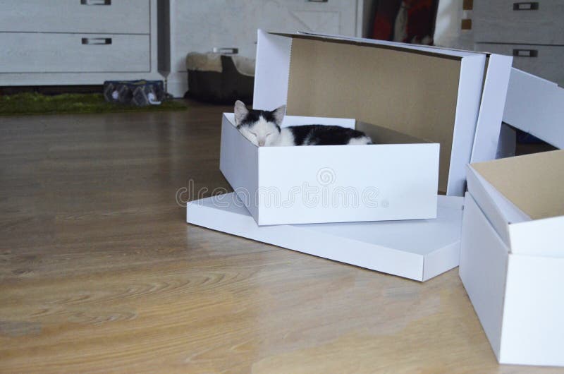 Beautiful Cat Sleeping in a Box. Stock Photo - Image of engagement ...