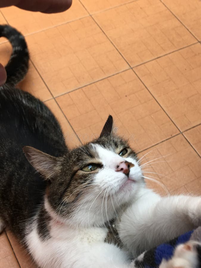 Cat stretching stock photo. Image of stretching, beautiful - 142989532