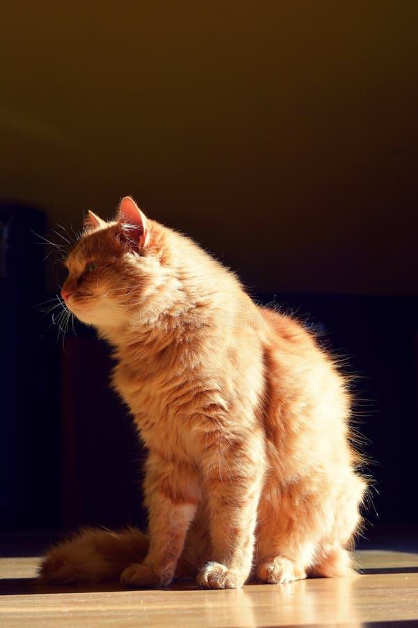 Beautiful cat at sunrise stock image. Image of king, killer - 35112593