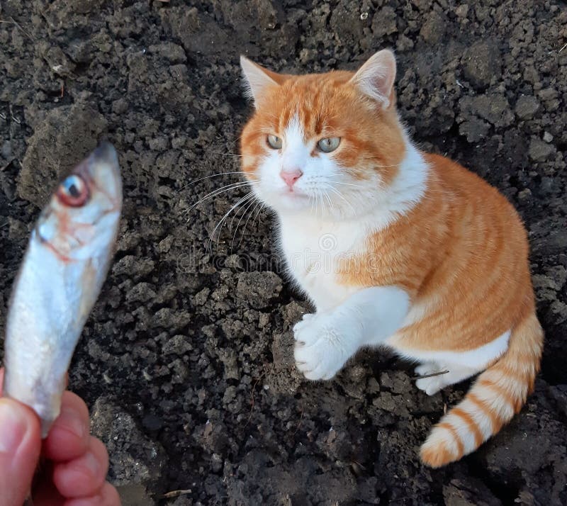 A Beautiful Cat Takes My Fish from My Hand Stock Photo - Image of ...