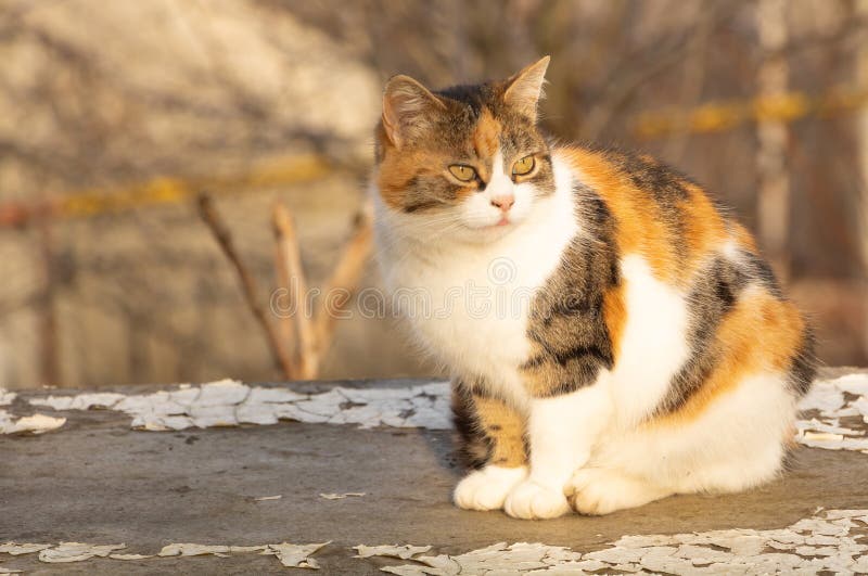 A Beautiful Cat with Three Colors Rests Outside Stock Photo - Image of ...