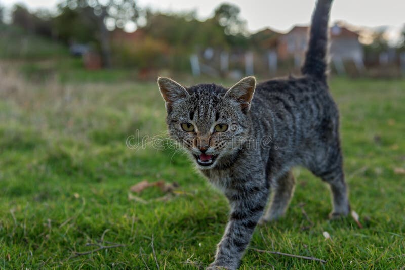 Beautiful Cat Walking in Autumn. Stock Photo - Image of background ...