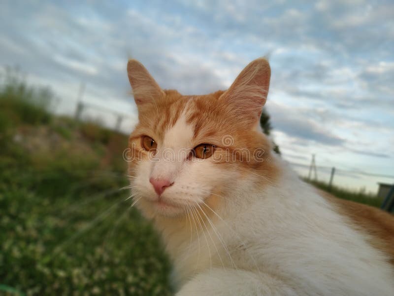 Beautiful Cat Walks in the Nature Stock Photo - Image of beautiful ...