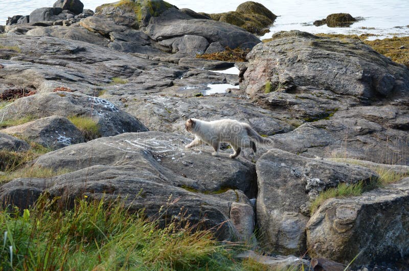 Beautiful Cat Wandering on Sea Shore Stock Image - Image of outside ...