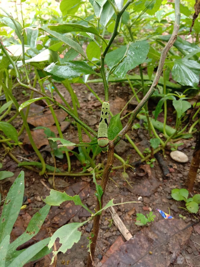 A Beautiful Caterpillar Crawling on the Tree Stock Image - Image of ...