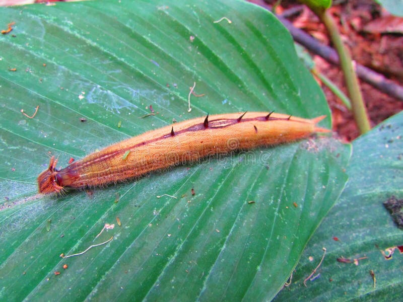 A Beautiful Caterpillar on a Leaf Stock Photo - Image of beautiful ...