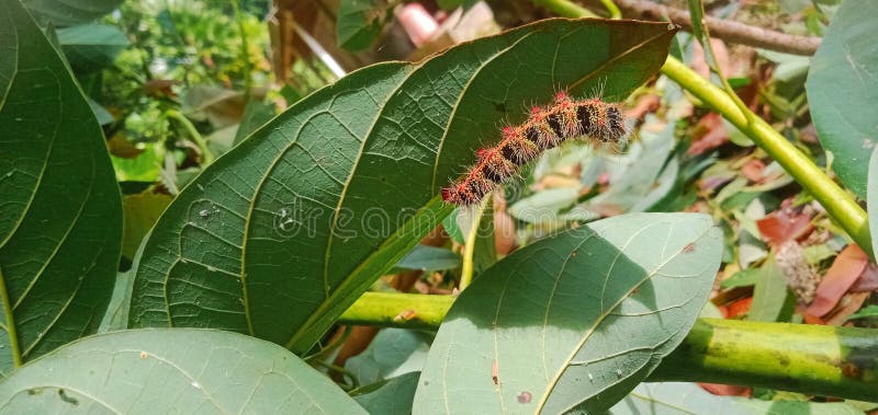 Beautiful Caterpillars Crawling on the Leaves of a Felled Tree Stock ...