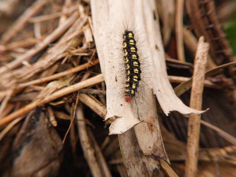 Beautiful Caterpillars Crawling on Tree Leaves and Beautiful Nature ...
