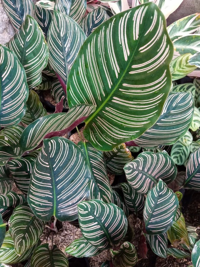 Cathalea Ornata Plant Stock Photos - Free & Royalty-Free Stock Photos ...