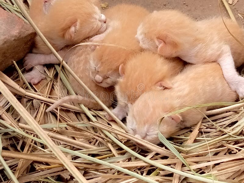 Collection of a cats stock image. Image of looking, breed - 19340375