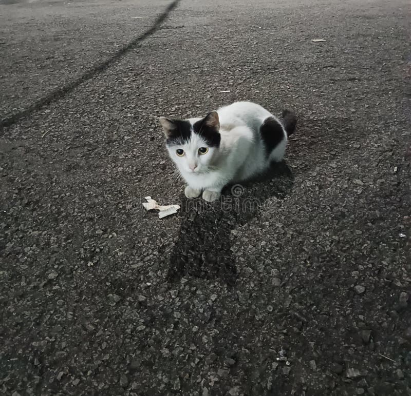Beautiful Cats at Night Look Very Adorable Stock Image - Image of puppy ...