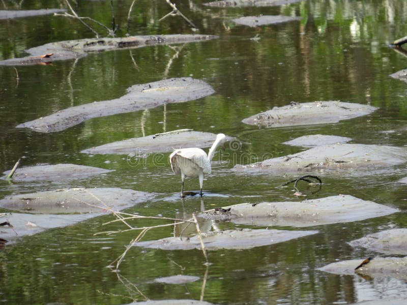 A Beautiful Cattle Egret Bird into the Lake Stock Photo - Image of ...