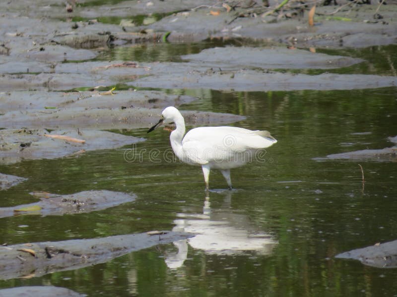 A Beautiful Cattle Egret Bird into the Lake Stock Photo - Image of ...