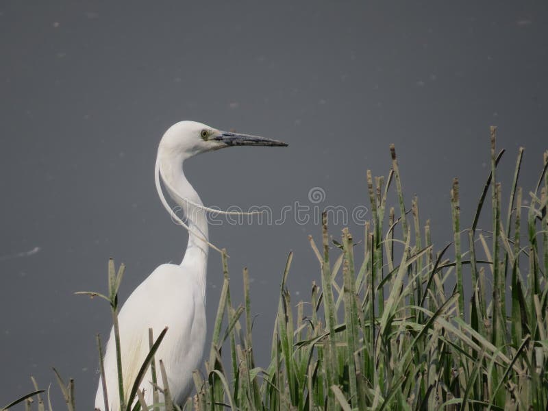 A Beautiful Cattle Egret Bird into the Lake Stock Image - Image of ...