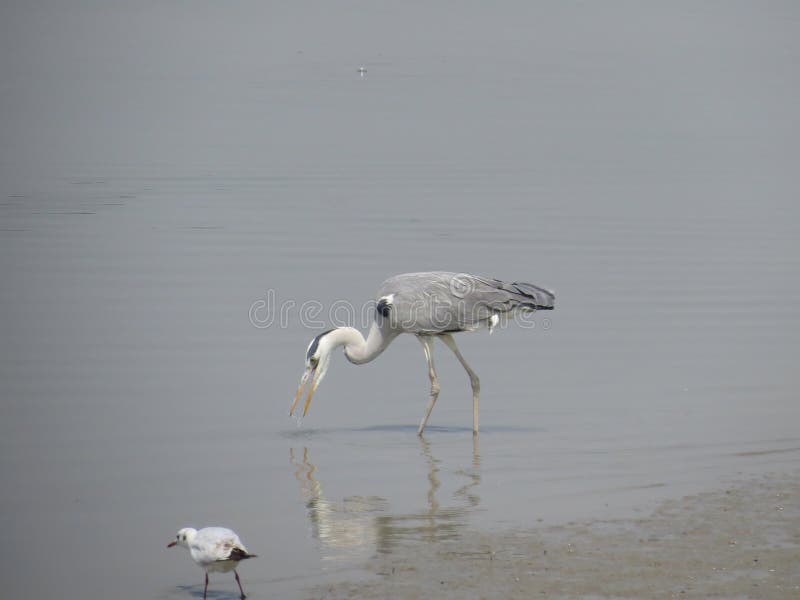 A Beautiful Cattle Egret Bird into the Lake Stock Image - Image of ...
