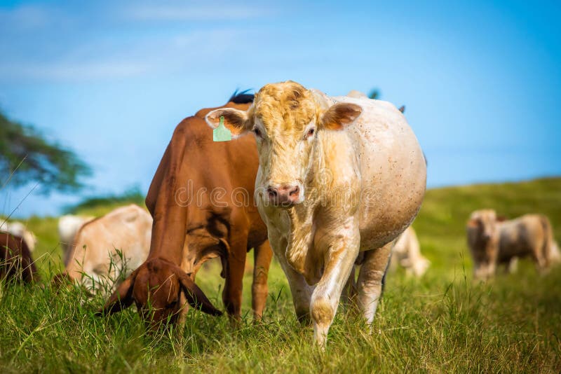 Beautiful Cattle Standing in the Field of Grass in Farm Stock Photo ...
