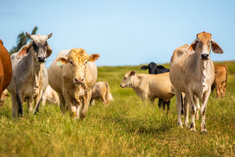 Beautiful Cattle Standing in the Field of Grass in Farm Stock Image ...