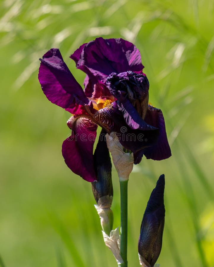 Beautiful Cattleya Flower in Nature. Stock Image - Image of nice ...