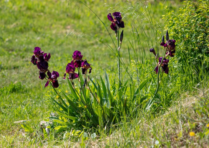 Beautiful Cattleya Flower in Nature. Stock Image - Image of blooming ...