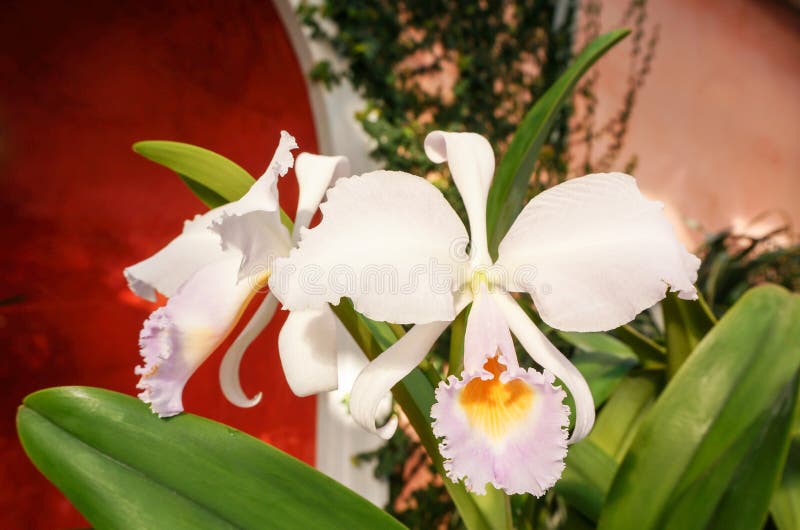 Beautiful Cattleya Orchid stock image. Image of fresh - 70200409