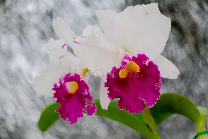 Beautiful Cattleya Orchid on Tree Stock Image - Image of colorful ...