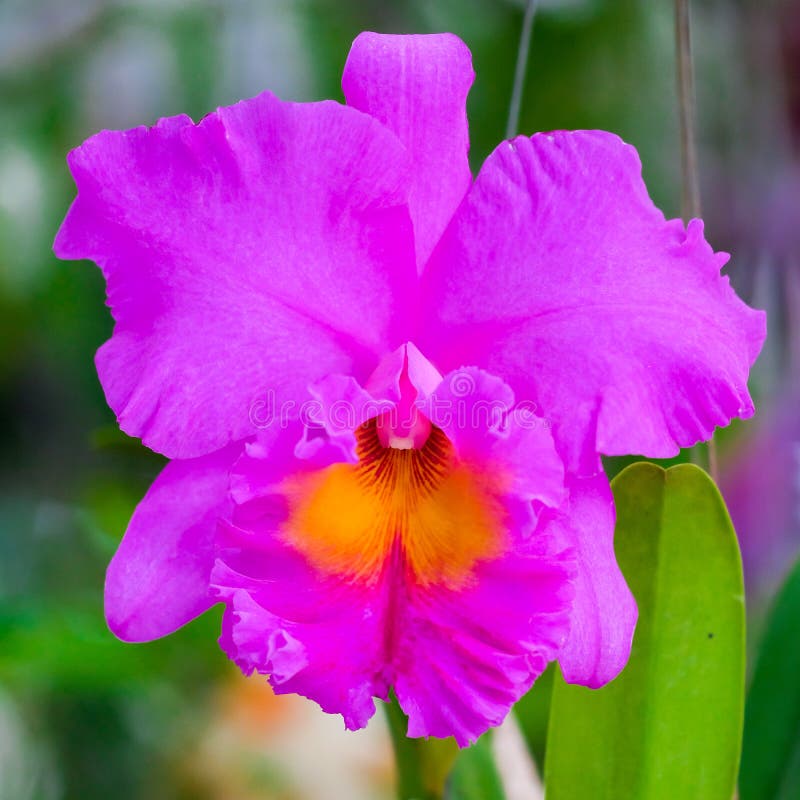 Beautiful Cattleya Orchid on Tree Stock Photo - Image of tree, pollen ...