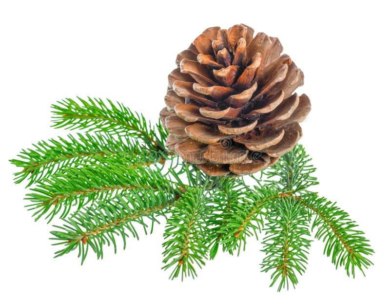 Beautiful Cedar Pine Cone and Needles is Isolated on White Backg Stock ...