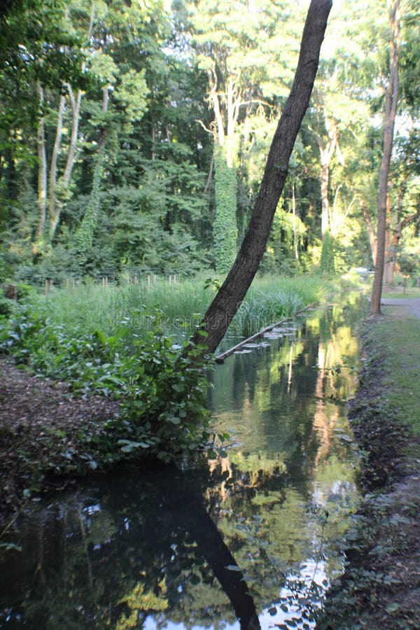Beautiful Cedar Trees in a Forest Stock Photo - Image of cloud, nature ...