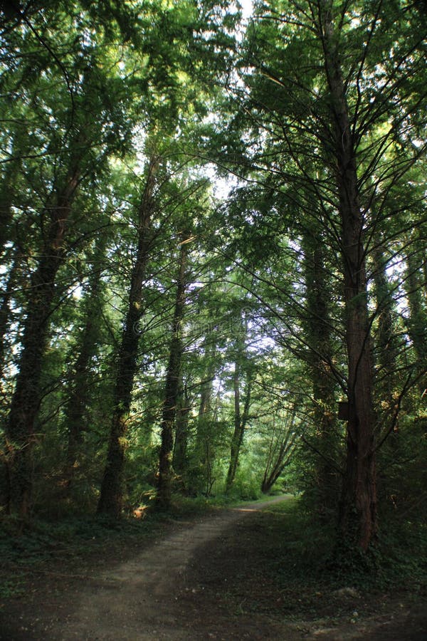 Beautiful Cedar Trees in a Forest Stock Image - Image of leaf, botanic ...