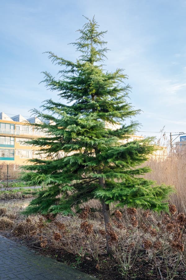 Beautiful Cedrus Deodara (Deodar Cedar) Tree in a Park Stock Photo ...