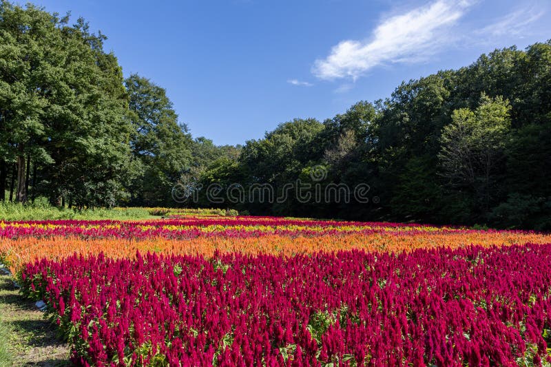 Beautiful Celosia Field in the Forest. Stock Image - Image of flower ...
