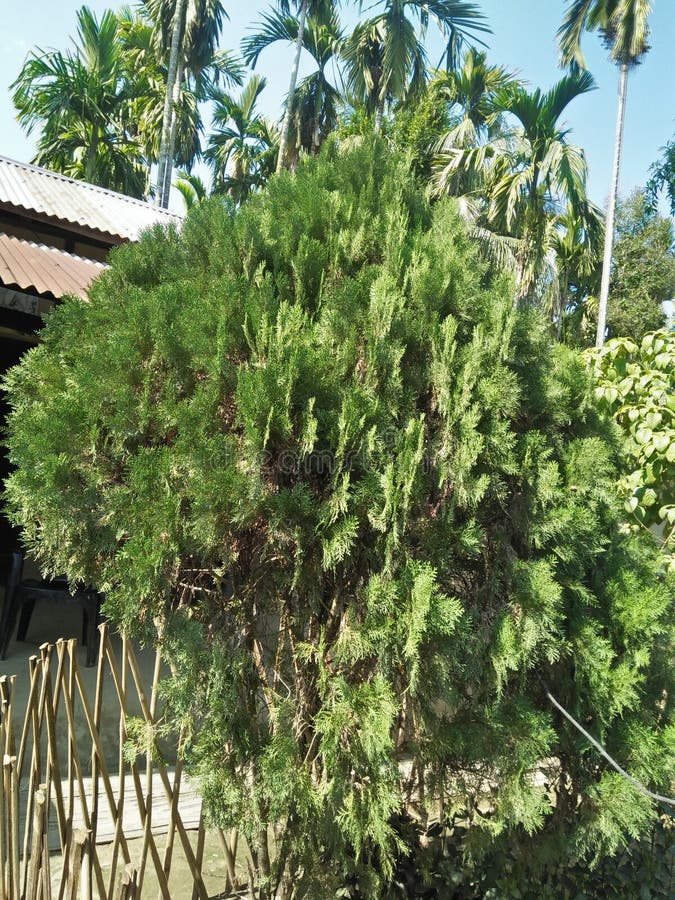 A Beautiful Ceneri Looks in Front of a Hut in Assam Stock Photo - Image ...