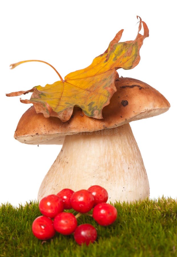 Beautiful cepe stock photo. Image of growing, cepe, environment - 34897282