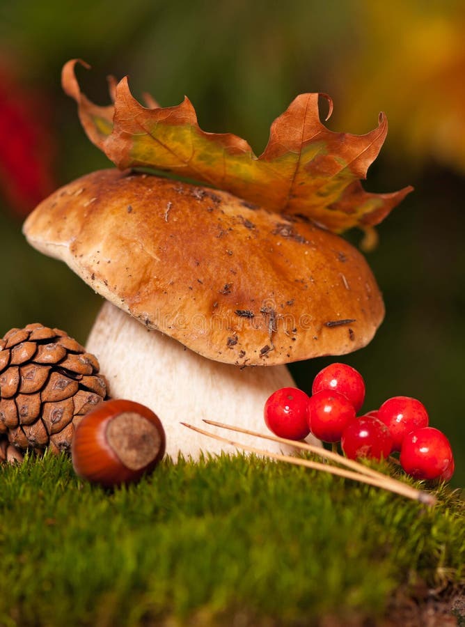 Beautiful cepe stock photo. Image of fresh, environment - 39622712