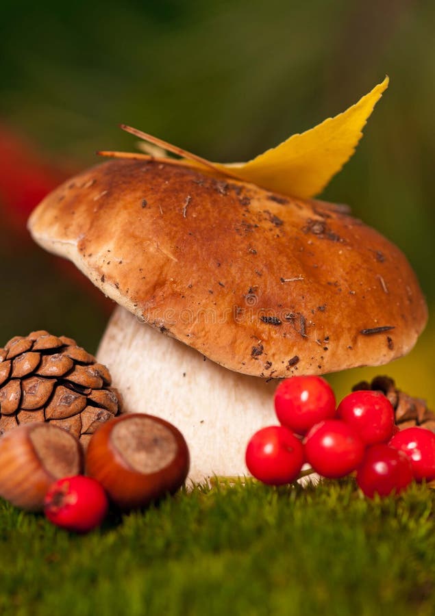 Beautiful cepe stock image. Image of closeup, cepe, close - 40774043