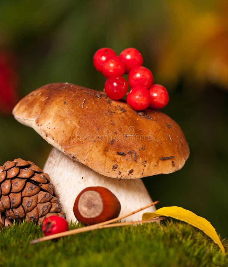 Beautiful cepe stock photo. Image of cone, fungus, environment - 47275644