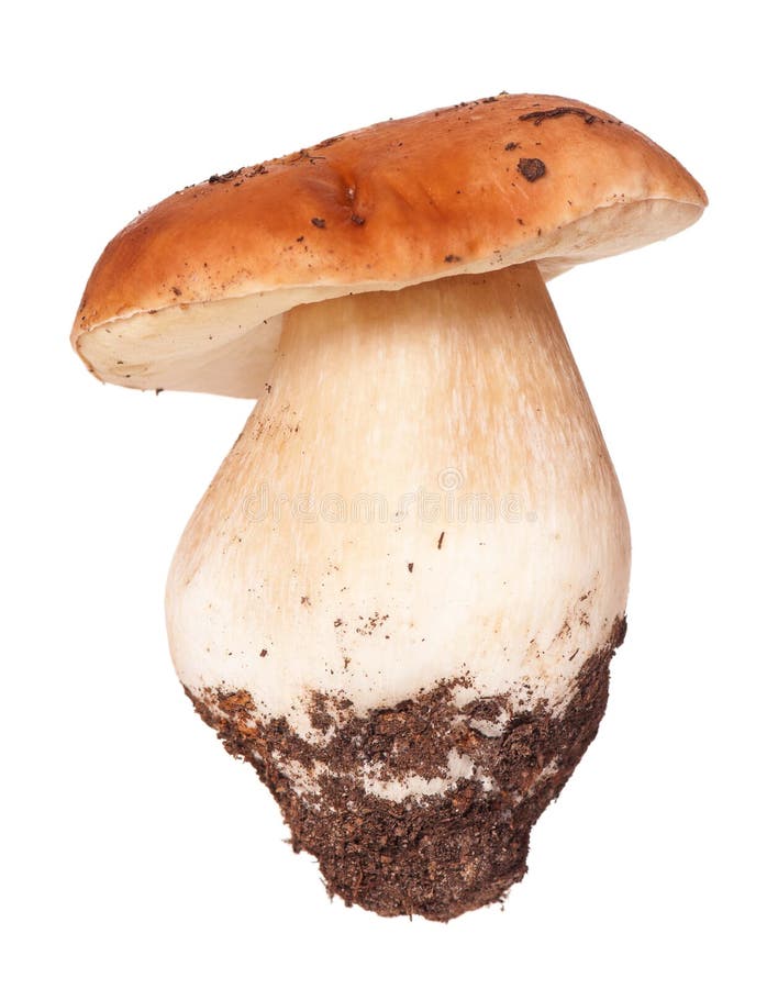 Beautiful cepe stock image. Image of isolated, fresh - 34649565