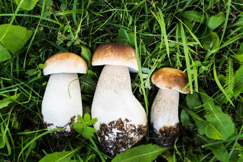 Beautiful ceps in grass stock image. Image of closeup - 59466213
