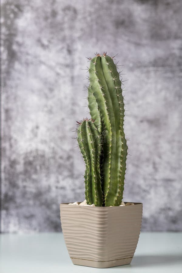 Beautiful Cereus Cactus with Three Pieces Full of Sharp Spines in a ...