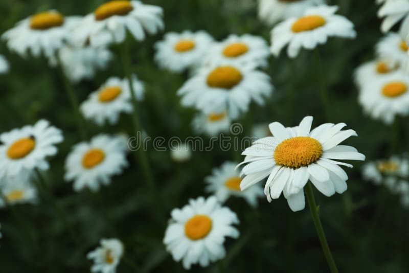 Beautiful Chamomile Flowers Growing in Field, Closeup Stock Image ...